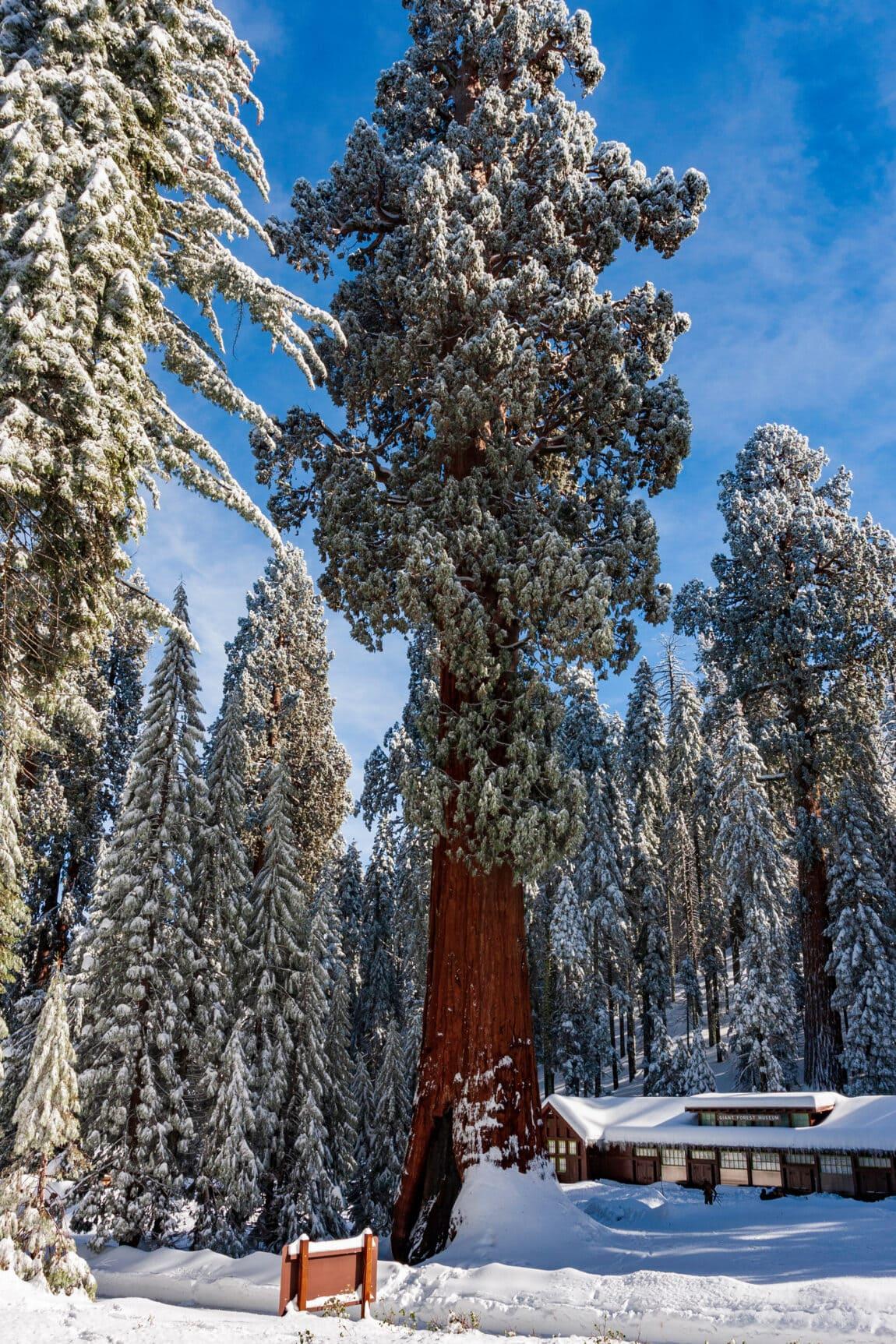Three Rivers To Sequoia National Park: 17 Things to Do - Purfect Sunday
